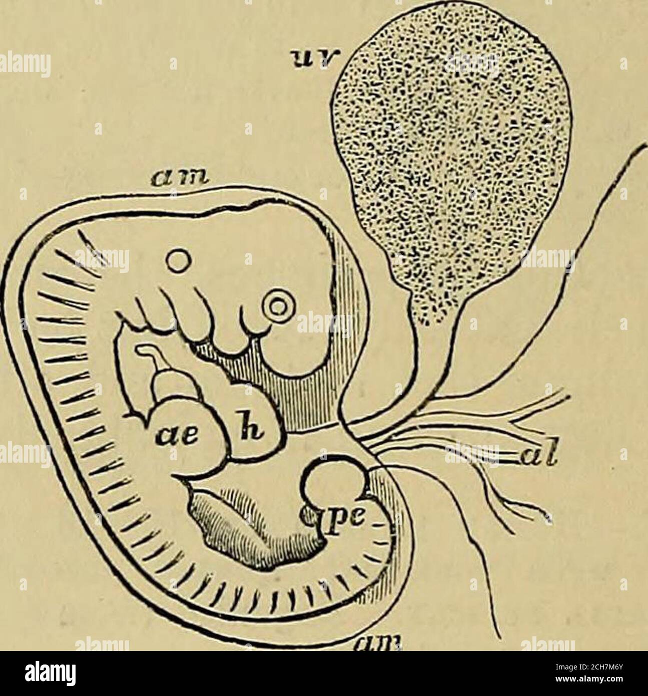 . Quain's elements of anatomy . Fig.Fig. 668.—Outline of human embryo ...