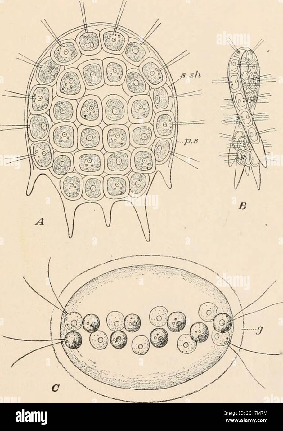 . Algæ. Vol. I. Myxophyceæ, Peridinieæ, Bacillarieæ, Chlorophyceæ ...
