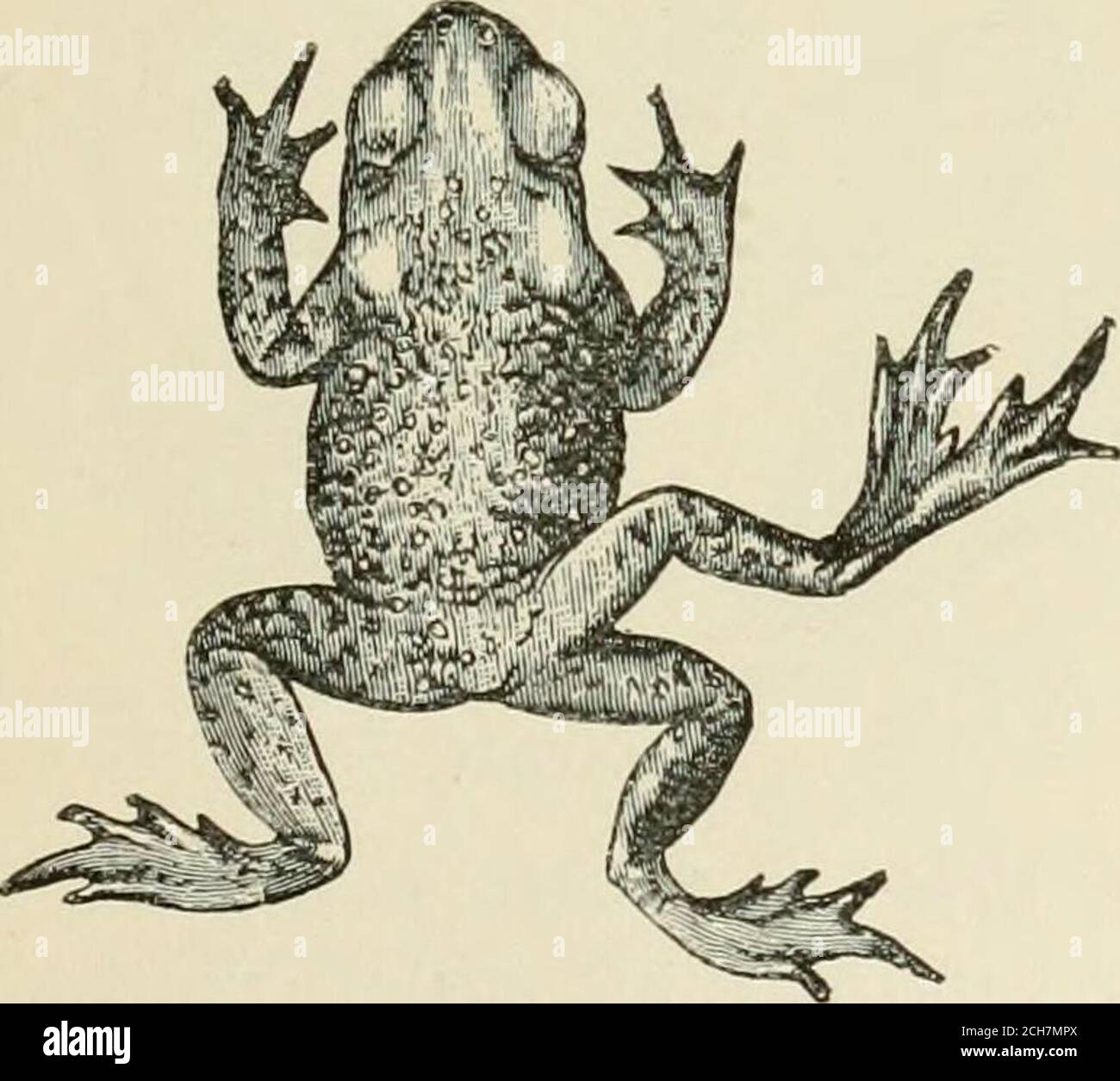 Posterior Frog