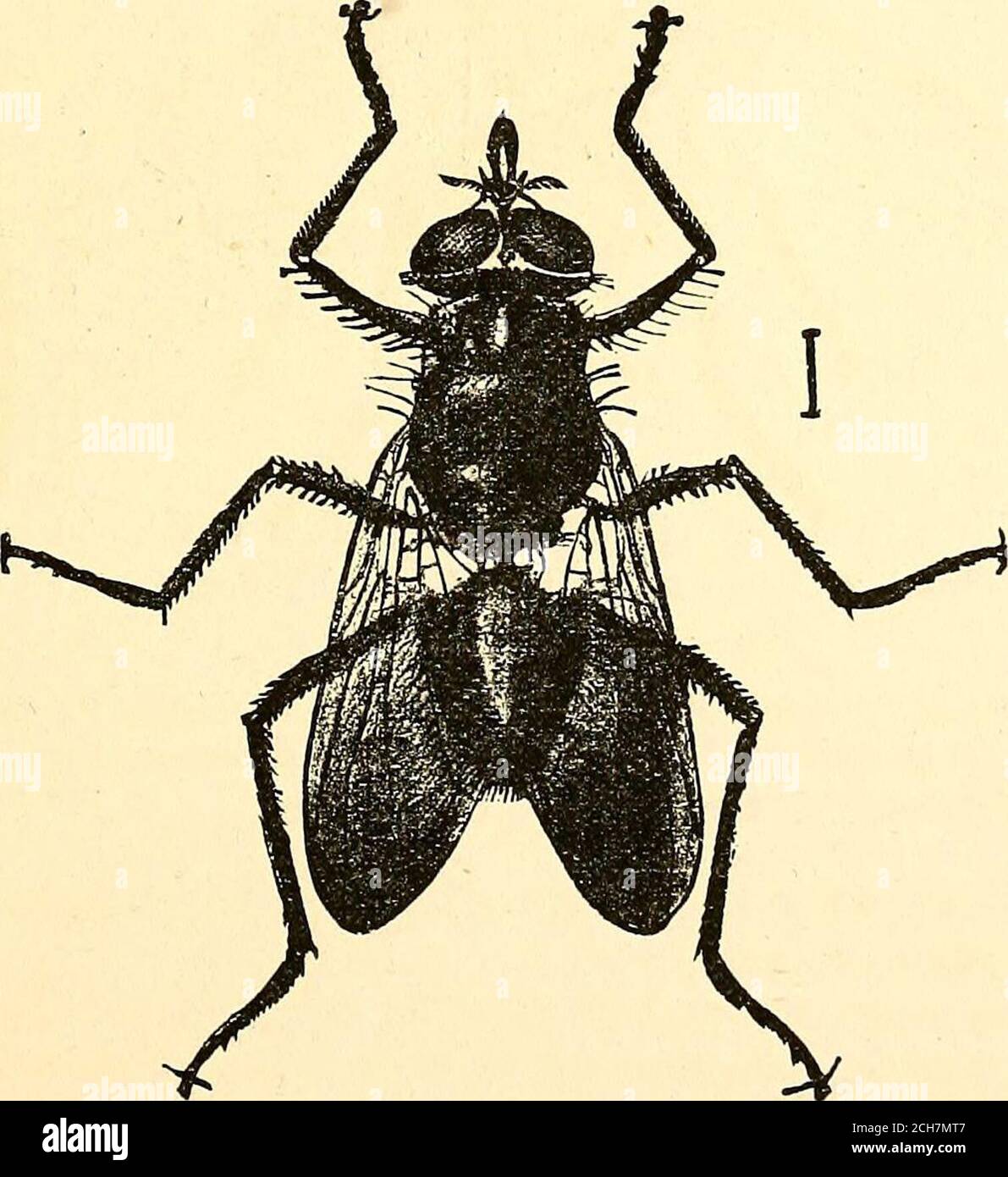 . Injurious insects and the use of insecticides [microform] : a new ...