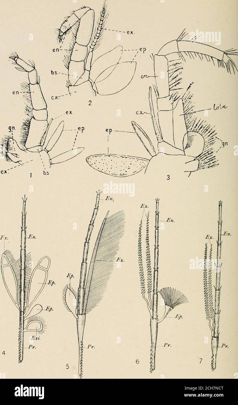 Thoracic limb hi-res stock photography and images - Alamy
