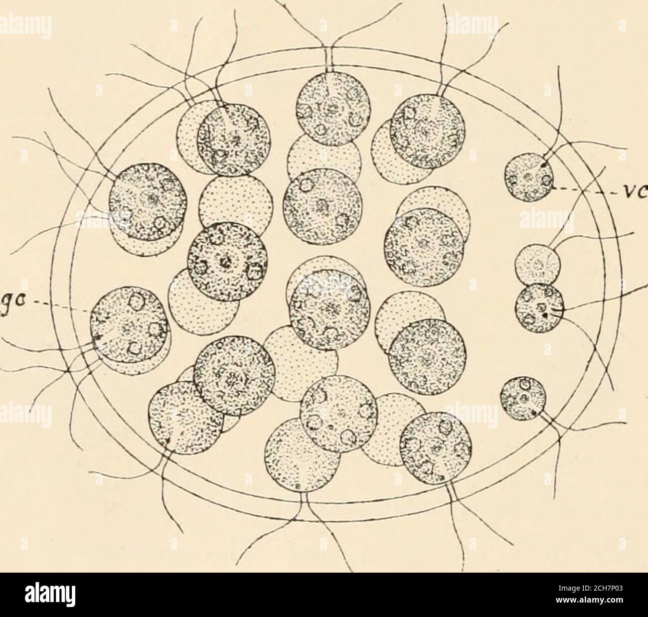 Volvox aureus volvox aureus hi-res stock photography and images - Alamy