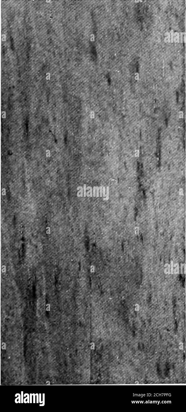 Tangential cross section hi-res stock photography and images - Alamy