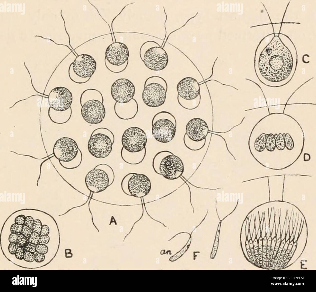 Gonium colony hi-res stock photography and images - Alamy