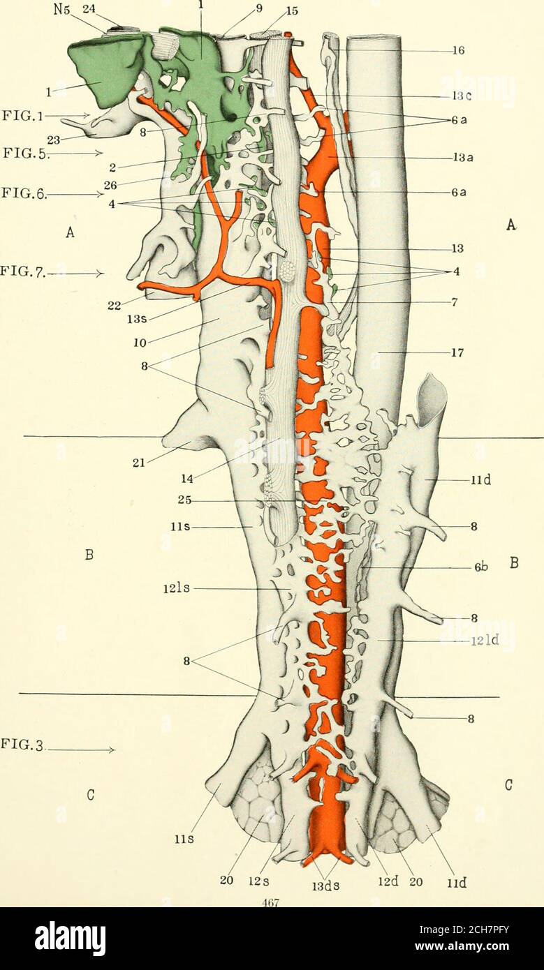 . The American journal of anatomy . acic duct anlagen6a, precardinal ...