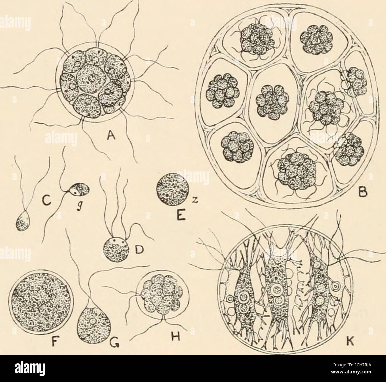 . Algæ. Vol. I. Myxophyceæ, Peridinieæ, Bacillarieæ, Chlorophyceæ ...