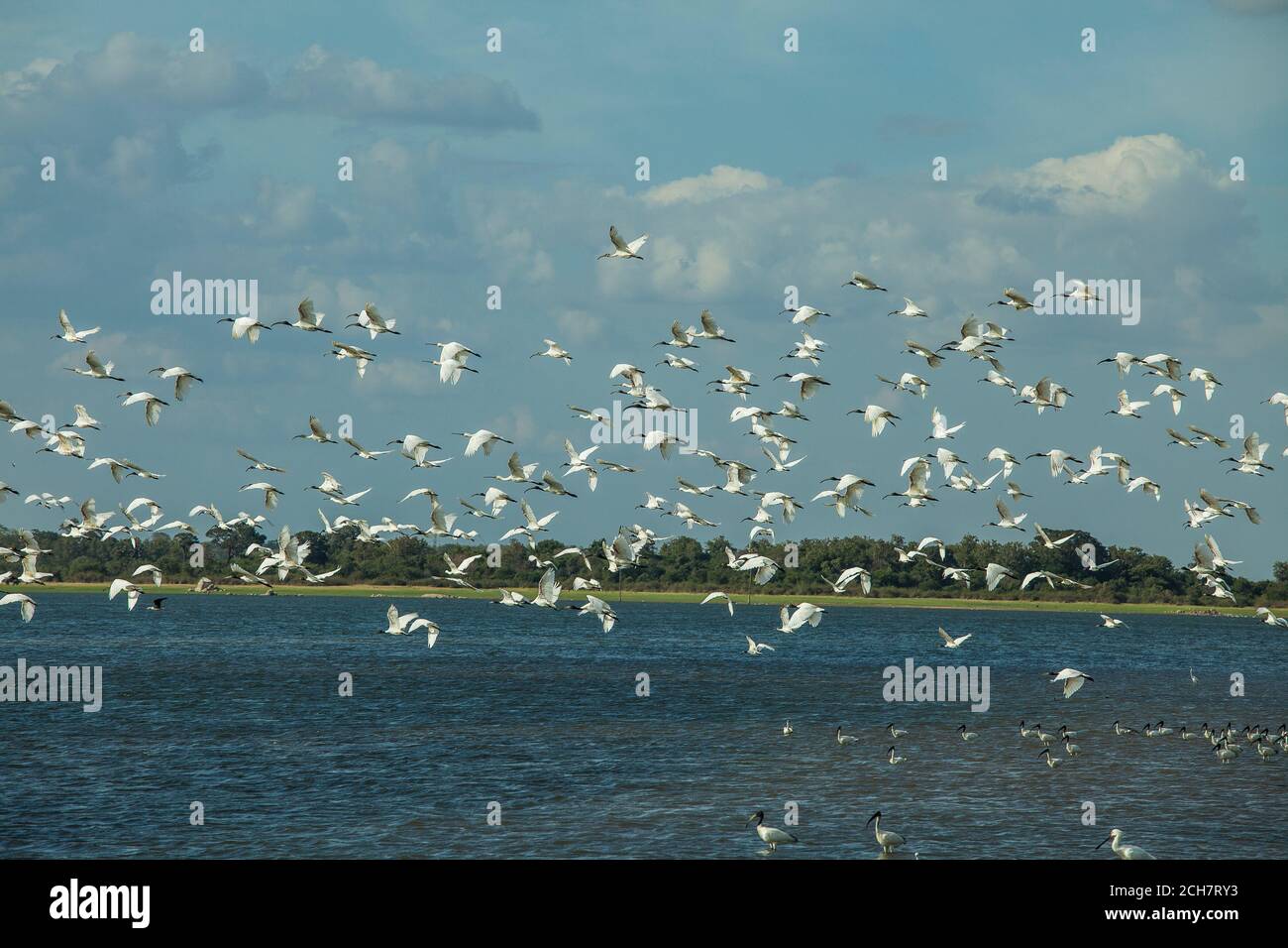 Birds of sri lanka hi-res stock photography and images - Alamy