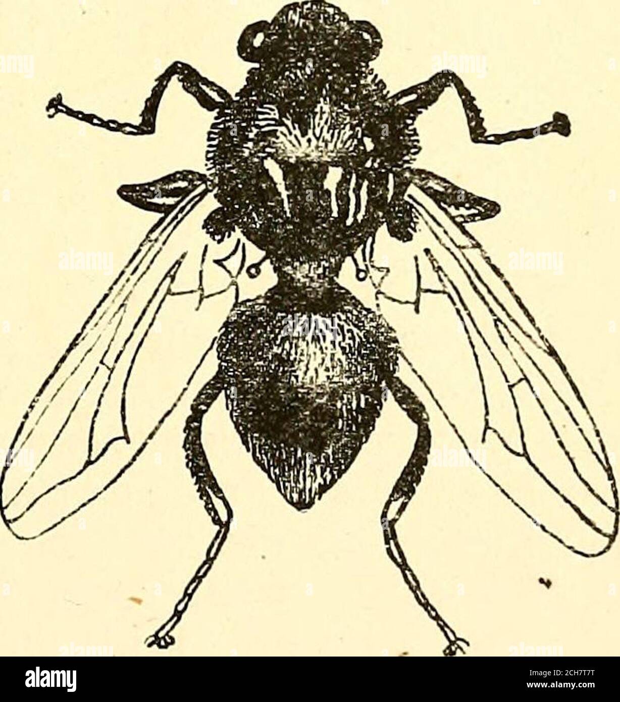 Bot fly larvae hi-res stock photography and images - Alamy