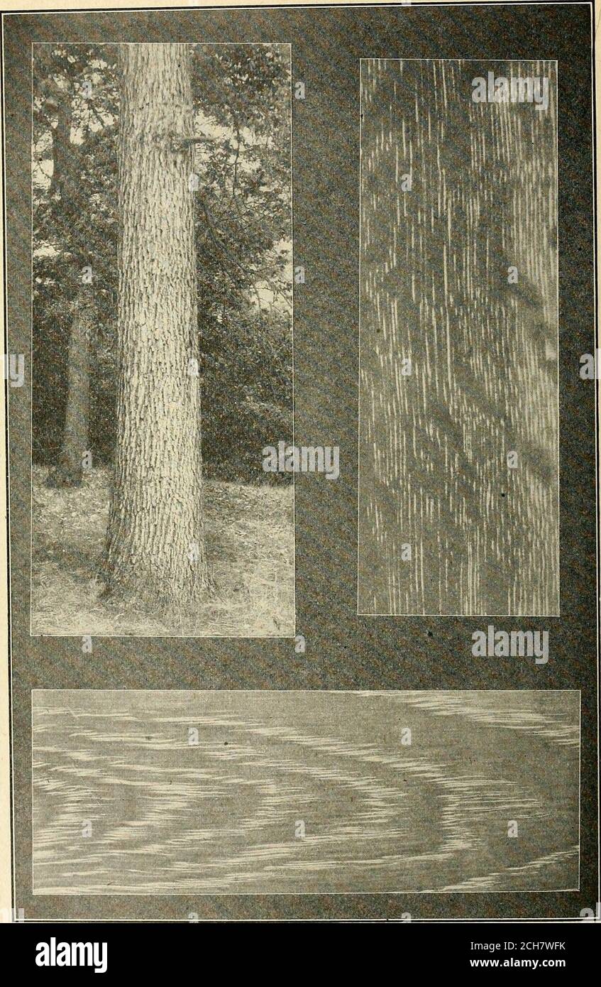 . Documentary journal of Indiana 1905 . No. 13. Burr oak. Body of tree ...