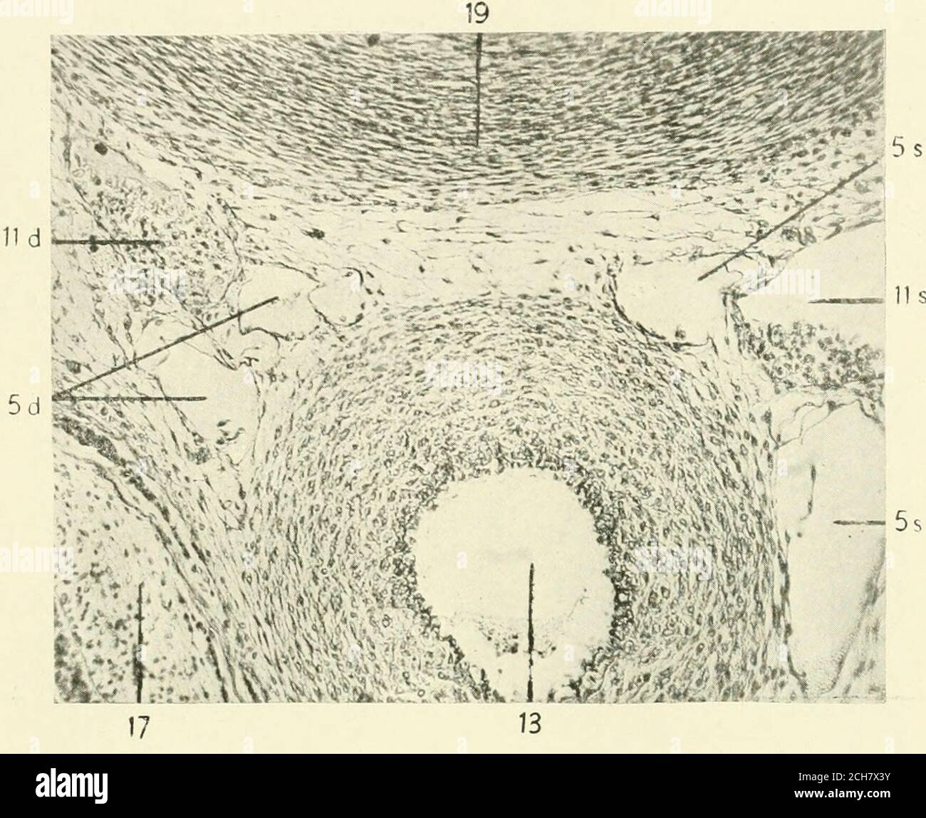 . The American journal of anatomy . sophagus; 25, branches ofthe ...