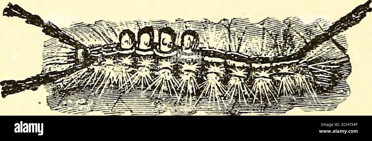 . Injurious insects and the use of insecticides [microform] : a new ...