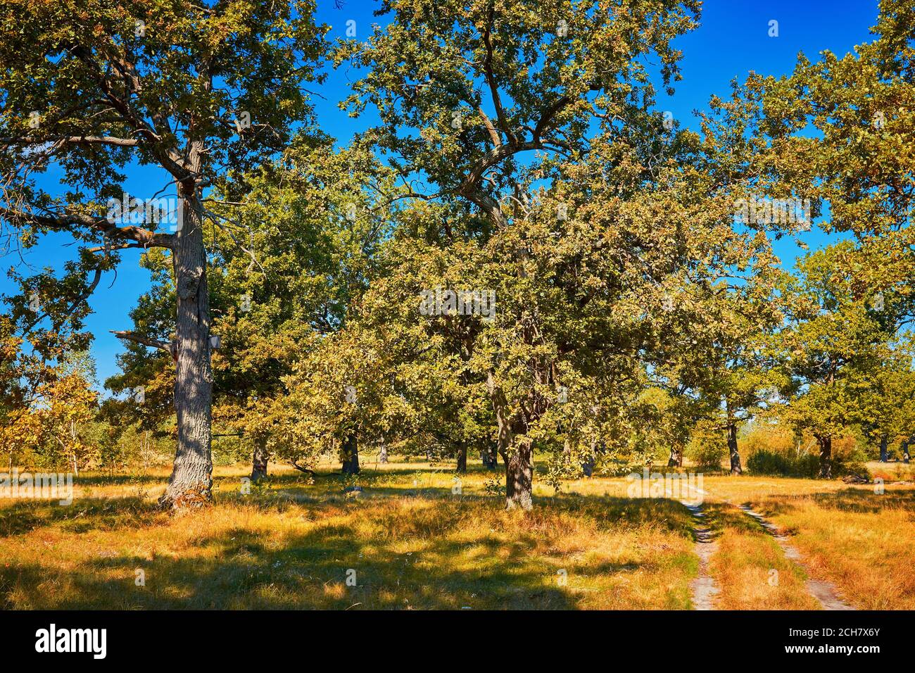 Beautiful green nature with oak trees Stock Photo - Alamy