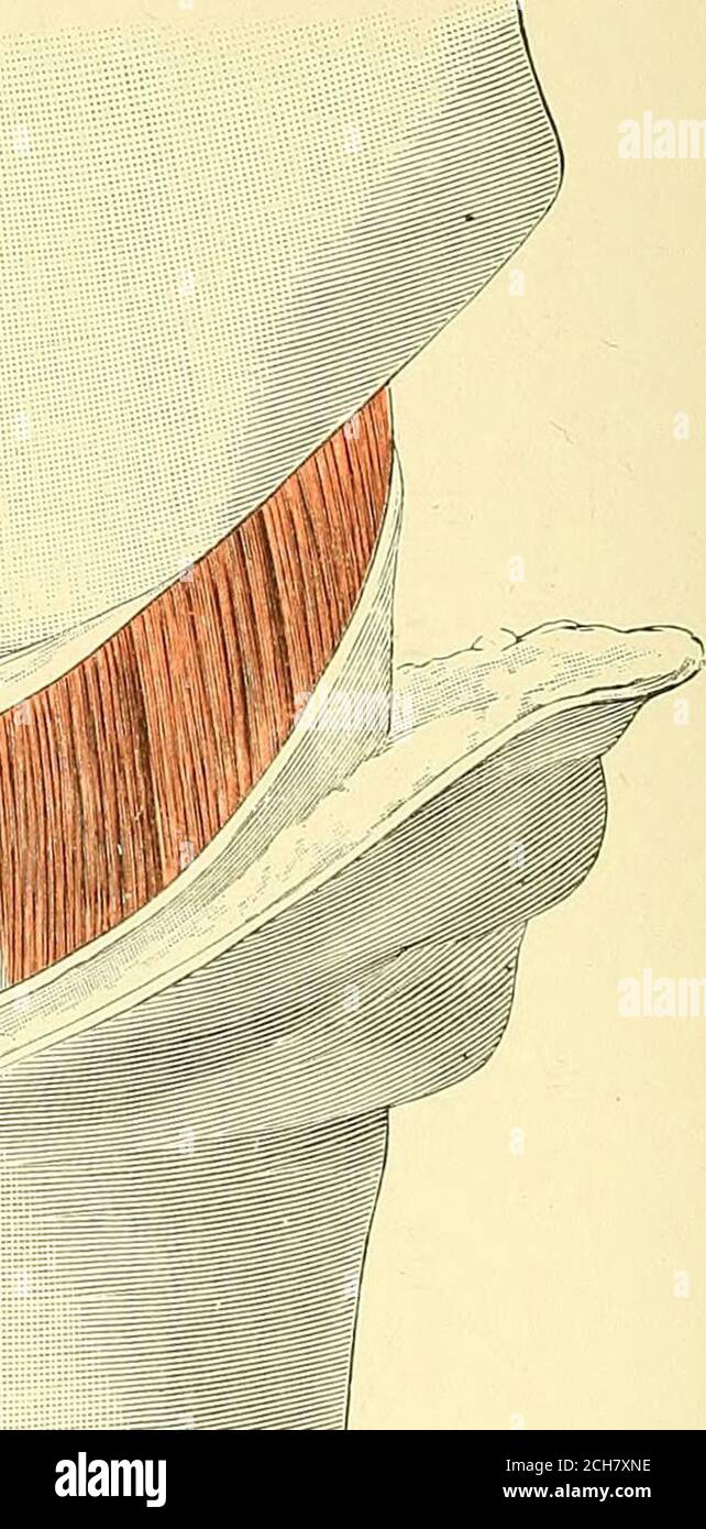 Periost hi-res stock photography and images - Alamy