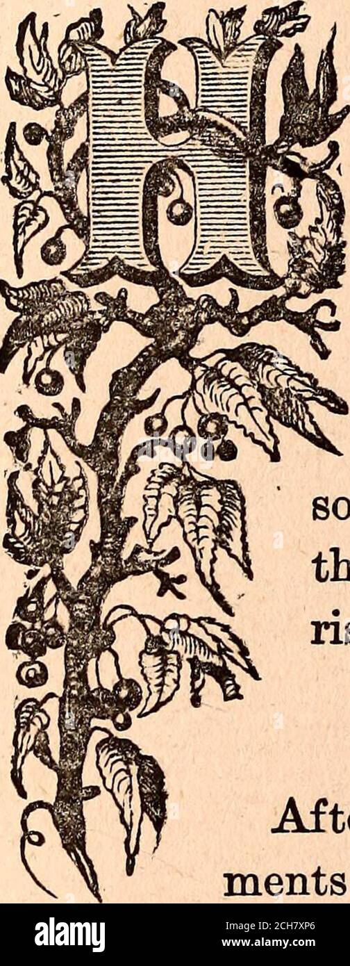 Bellish hi-res stock photography and images - Alamy