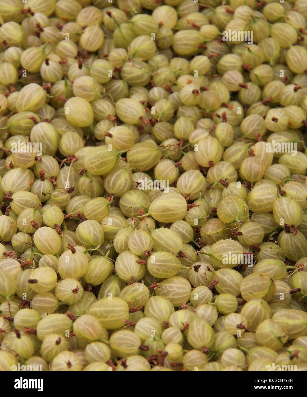A Display of Freshly Picked Invicta Gooseberry Fruit Stock Photo - Alamy