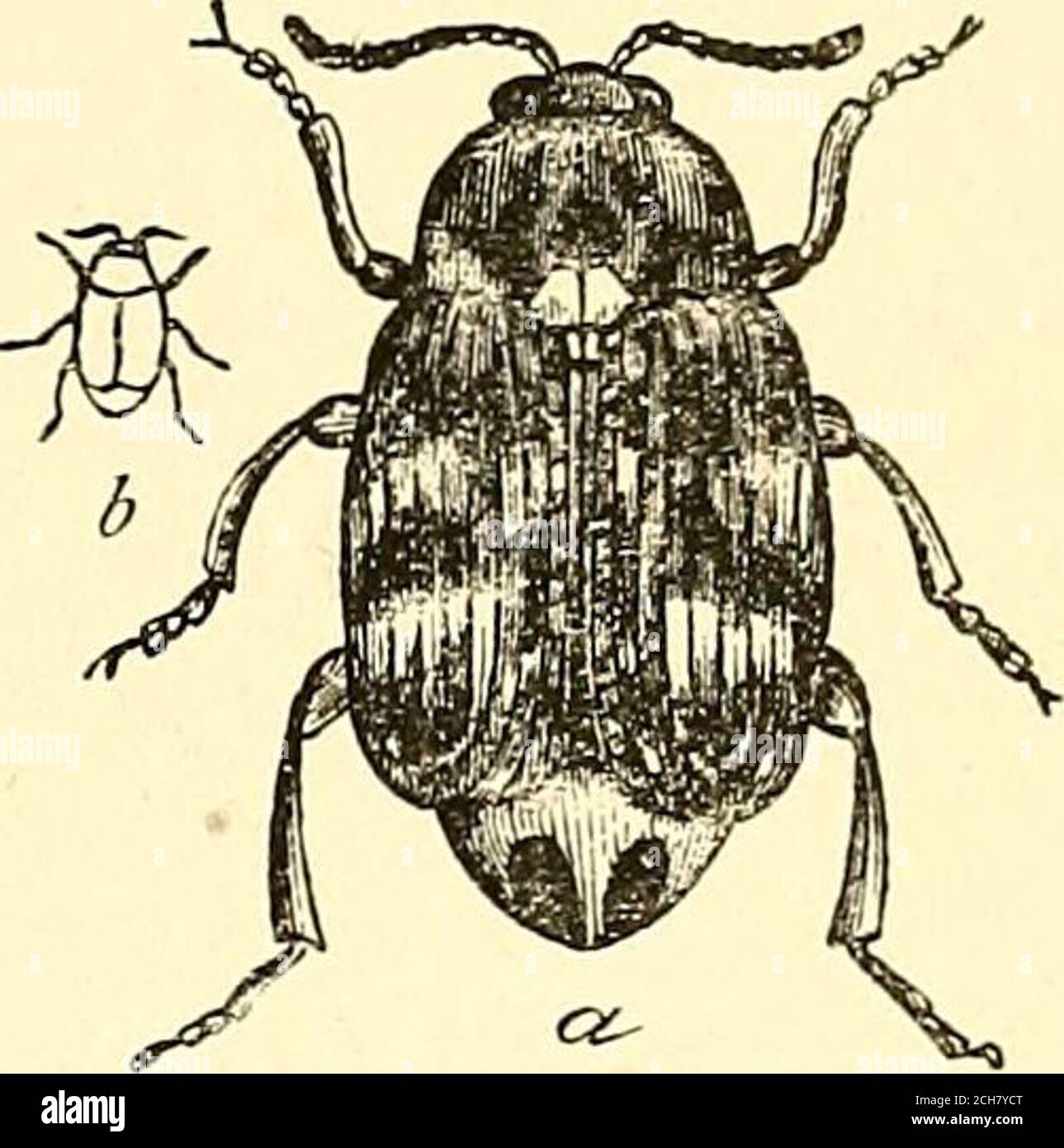 Pea and bean weevil hi-res stock photography and images - Alamy