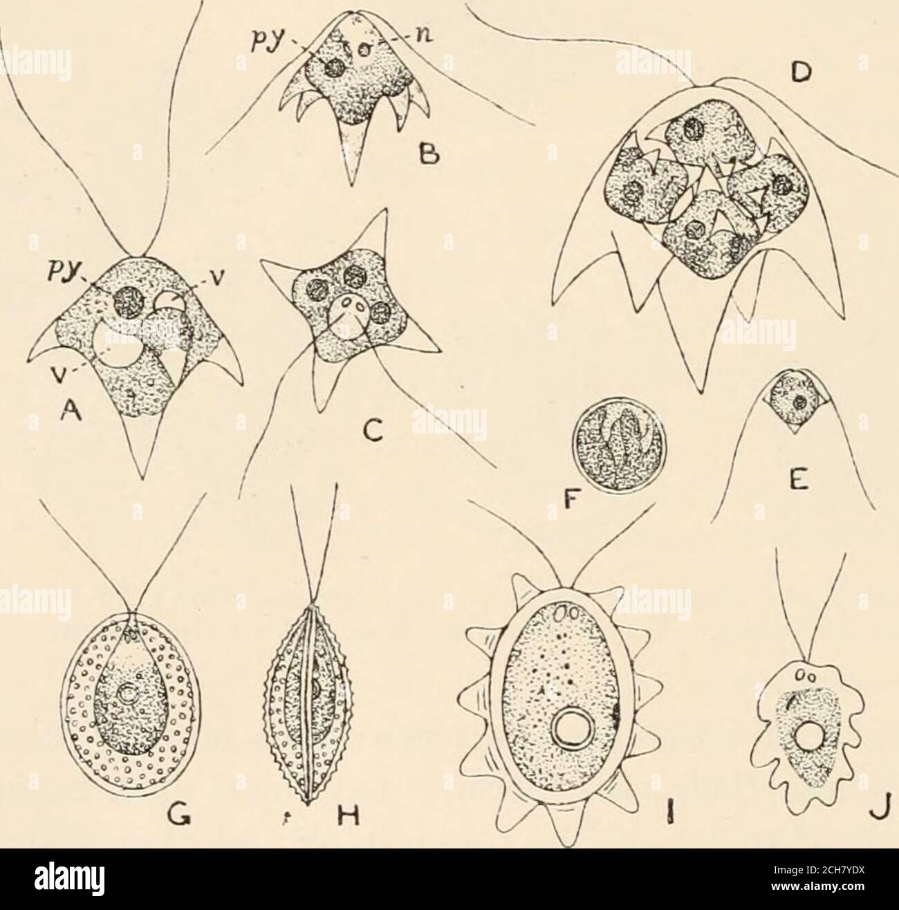 . Algæ. Vol. I. Myxophyceæ, Peridinieæ, Bacillarieæ, Chlorophyceæ ...