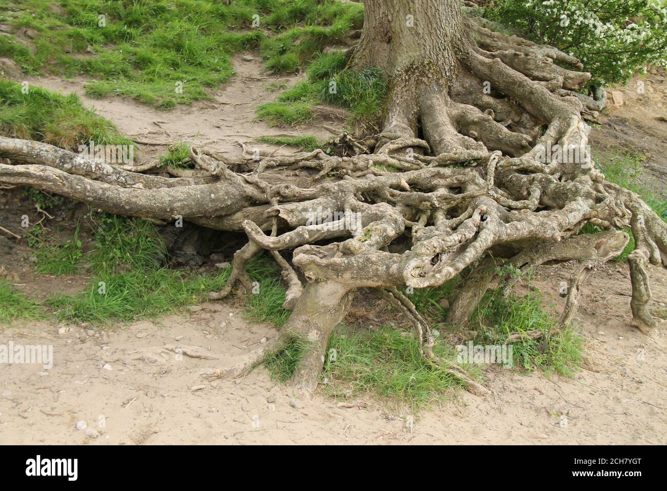 The Soil Eroded Exposed Roots of a Riverside Tree Stock Photo - Alamy