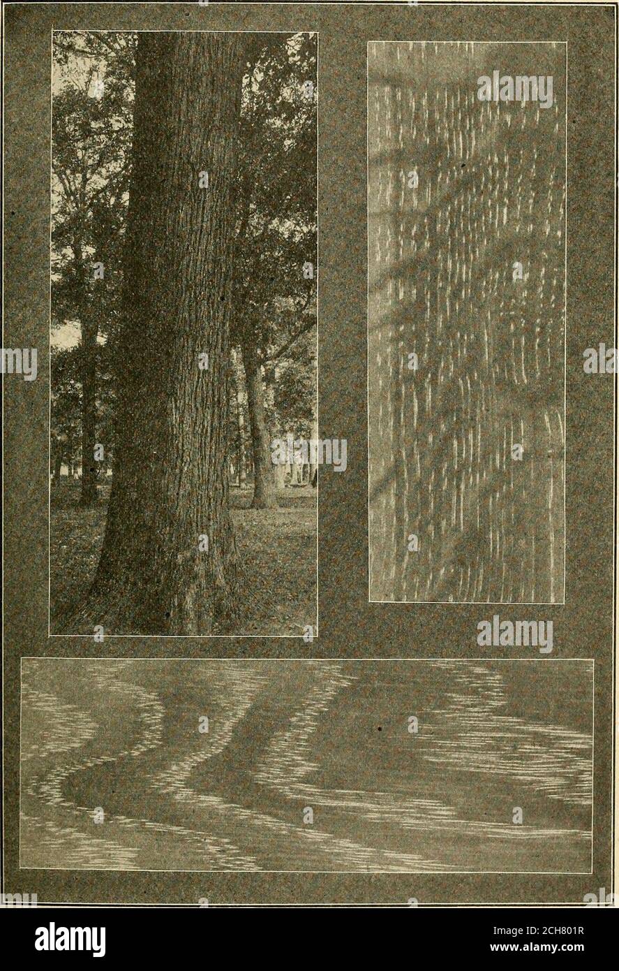. Documentary journal of Indiana 1905 . No. 12. White oak.Body of tree ...