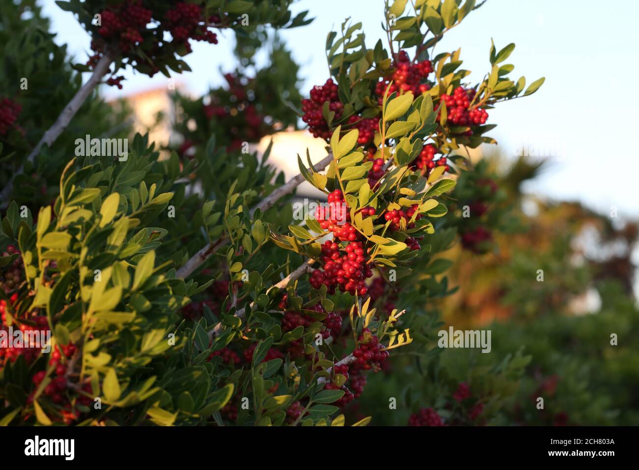 Red berries ripen on branches of shrubs Stock Photo - Alamy