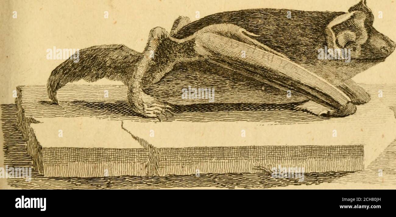 . British zoology . GREAT BAT. iV? S6. .(jjfl. U Stock Photo - Alamy
