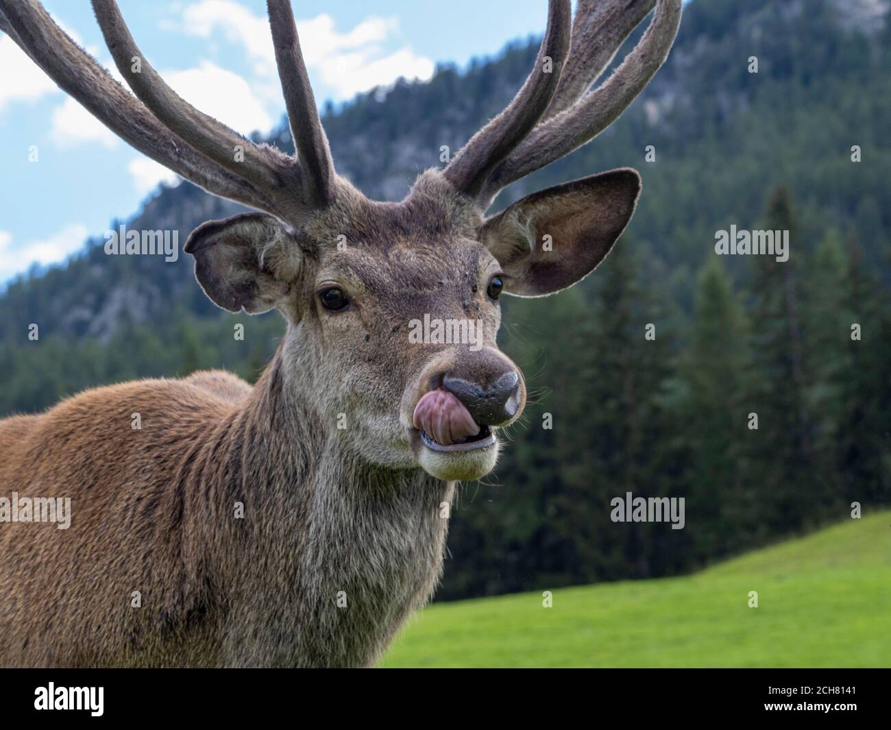 male red Deer portrait looking at you close up portrait Stock Photo - Alamy