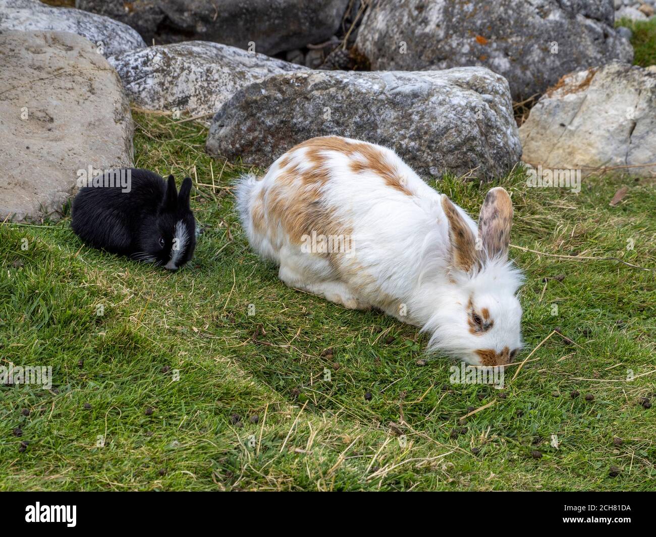 Rabbit bay hi-res stock photography and images - Alamy