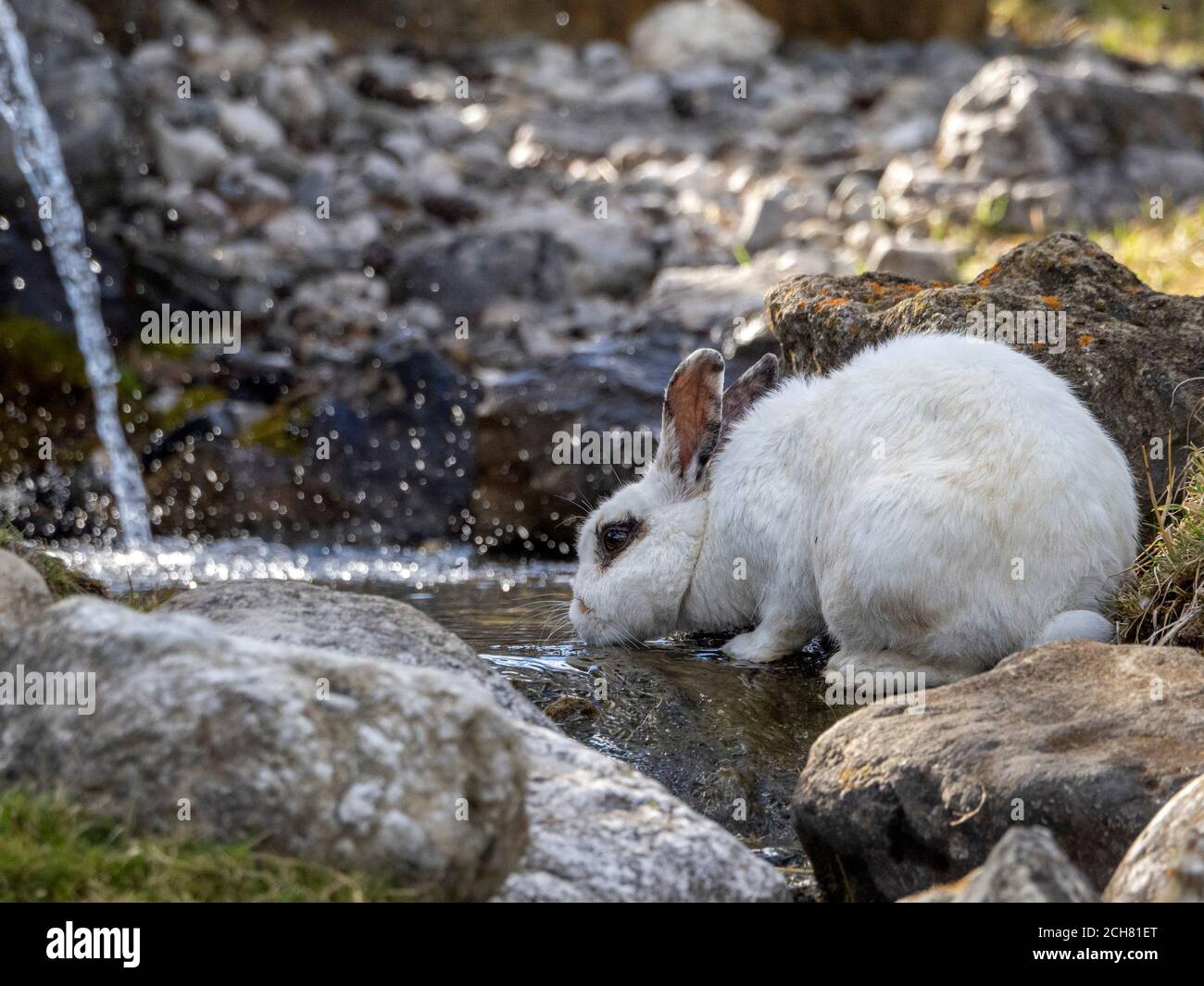 Rabbit drinking water hi-res stock photography and images - Alamy