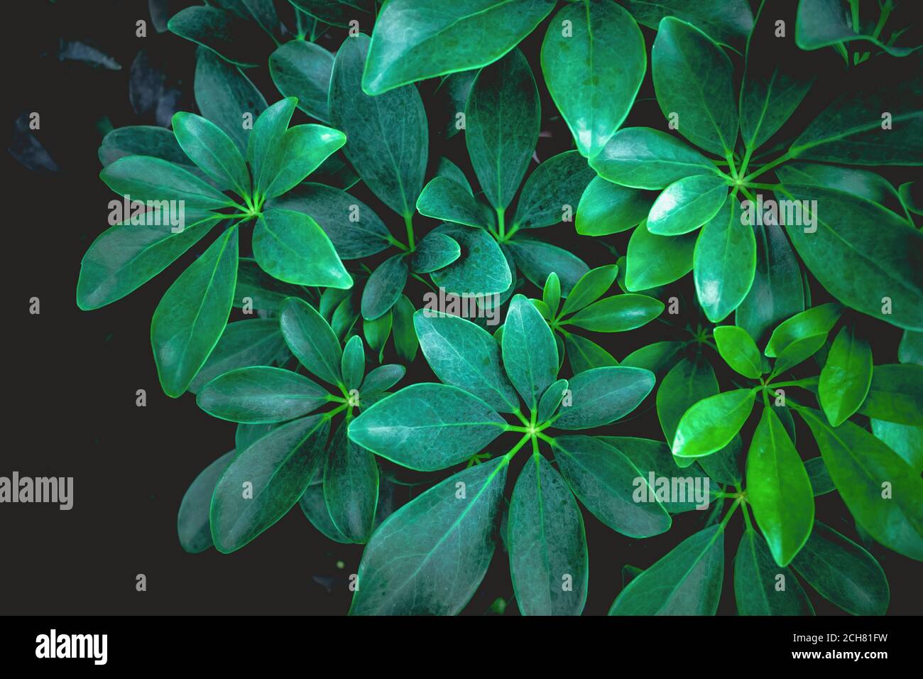 Nature Tropical leaf texture background Stock Photo - Alamy