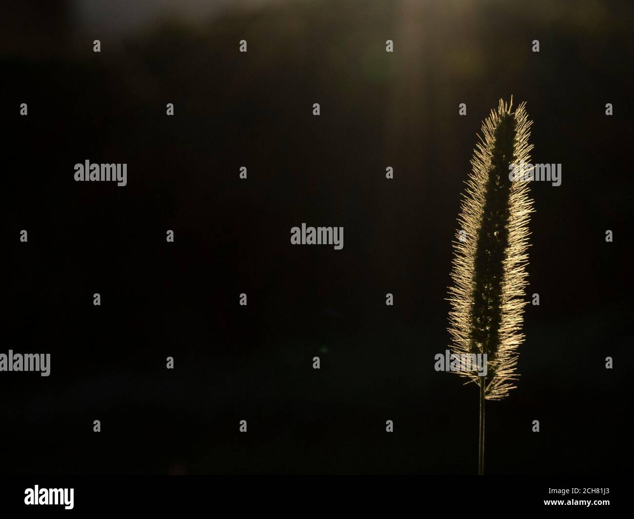 grass spike isolated in the black background in the sun light detail ...
