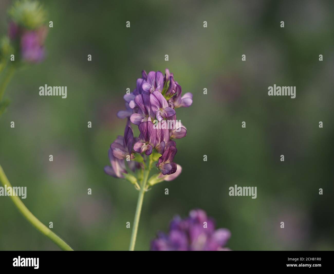 Alfalfa plant stem hi-res stock photography and images - Alamy