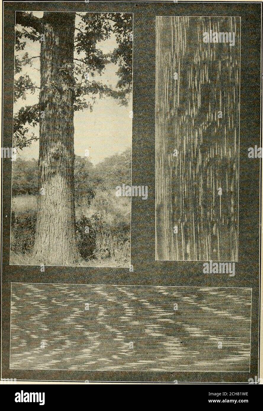 . Documentary journal of Indiana 1905 . No. 11. Black oak.Body of tree ...