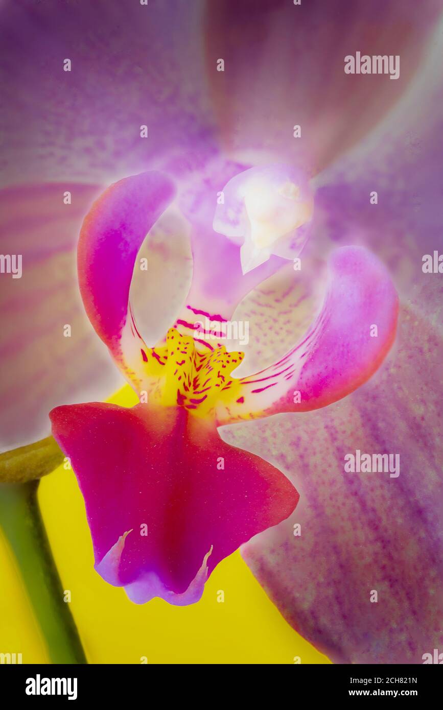 details of the labellum and column of a doritaenopsis orchid. Hybrid ...