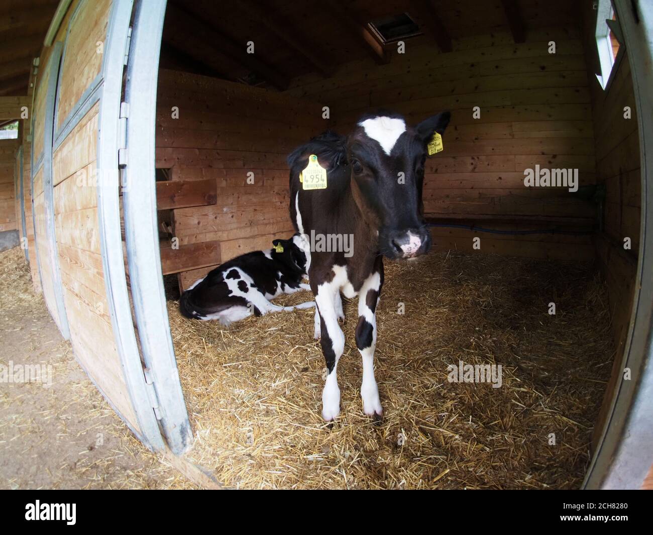 Veal face hi-res stock photography and images - Alamy