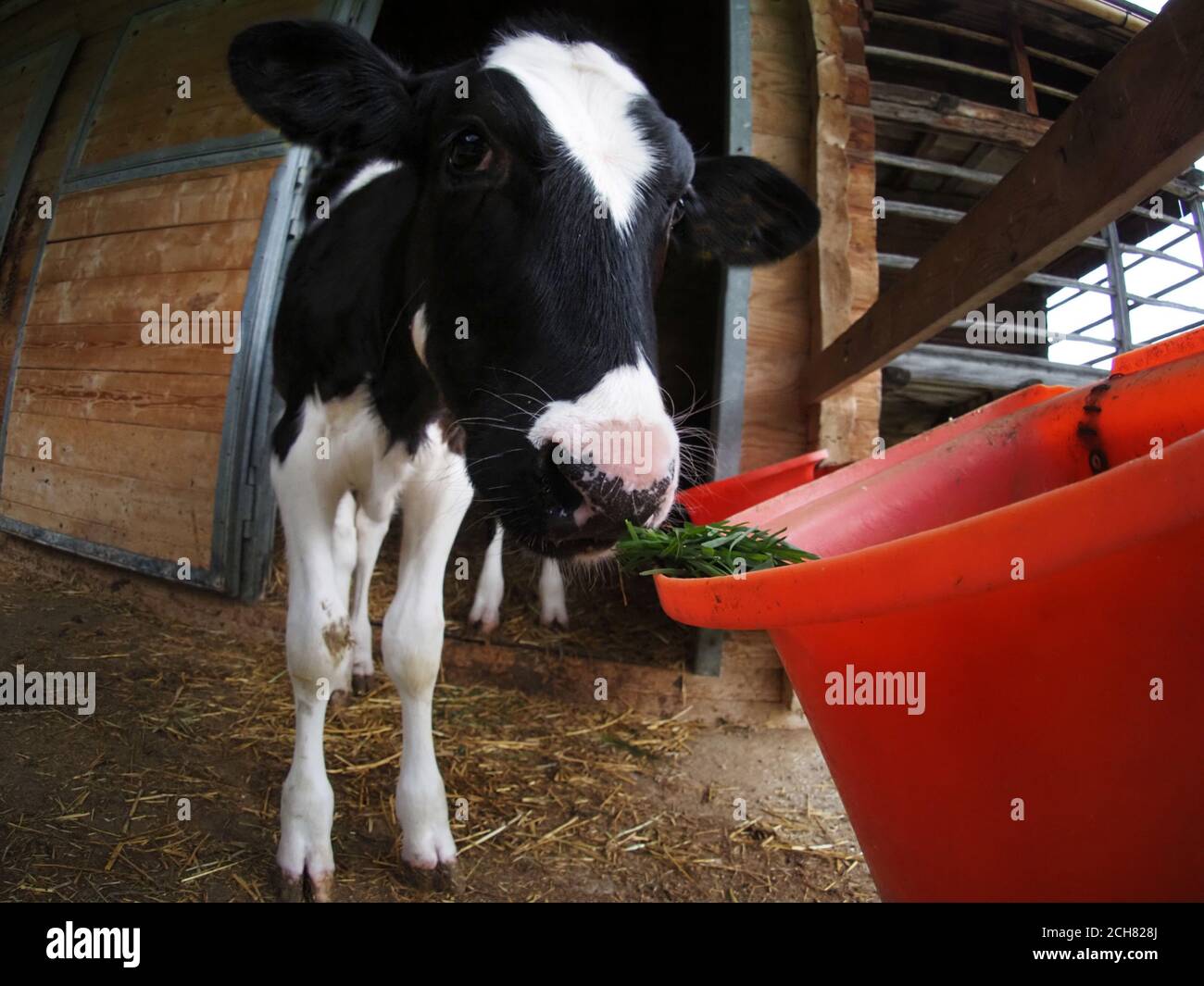 Veal face hi-res stock photography and images - Alamy
