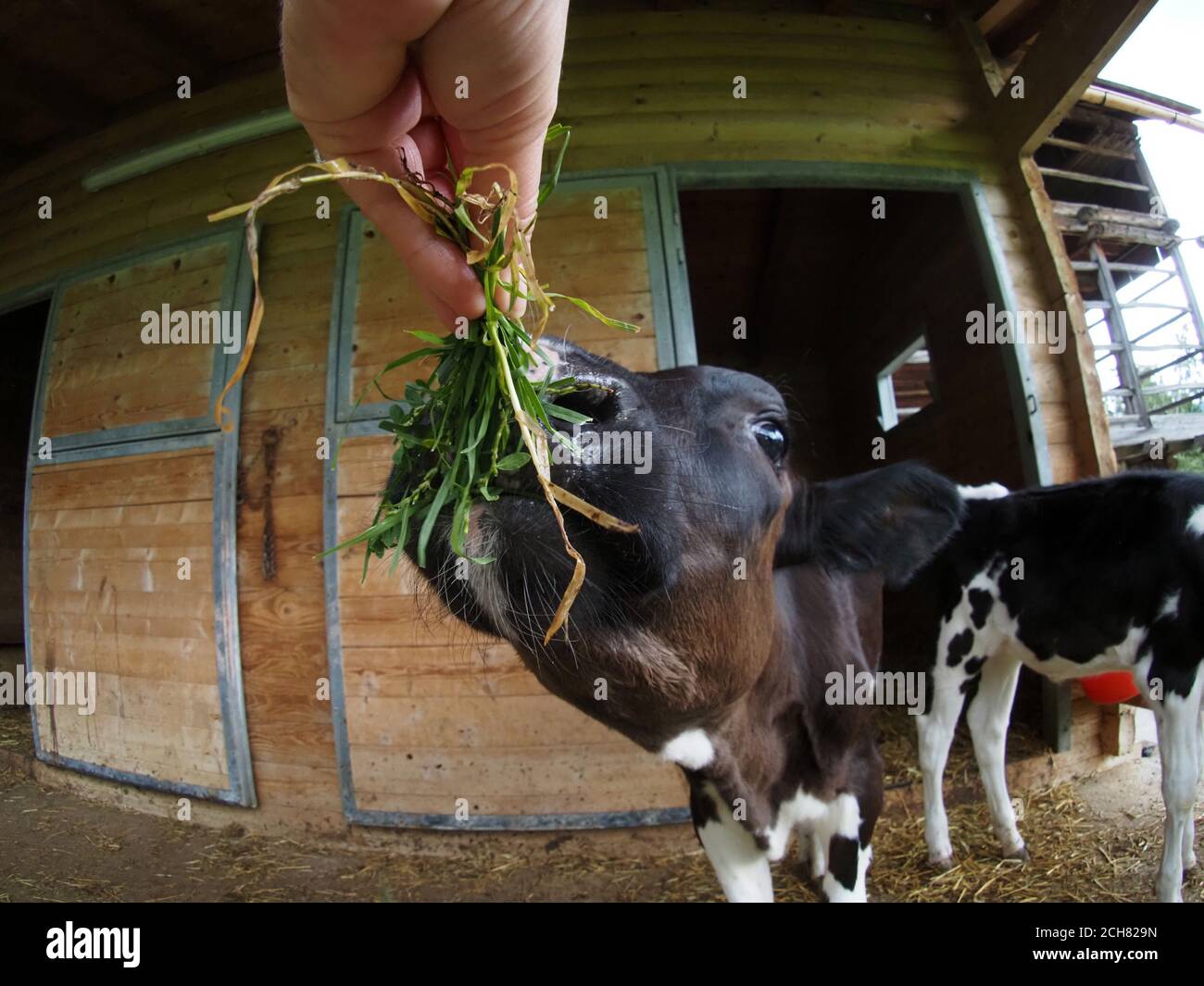 young cow veal calf eating grass from human hand close up Stock Photo ...