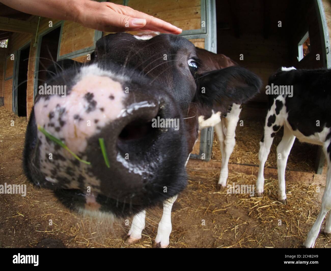 Calf with human head hi-res stock photography and images - Alamy