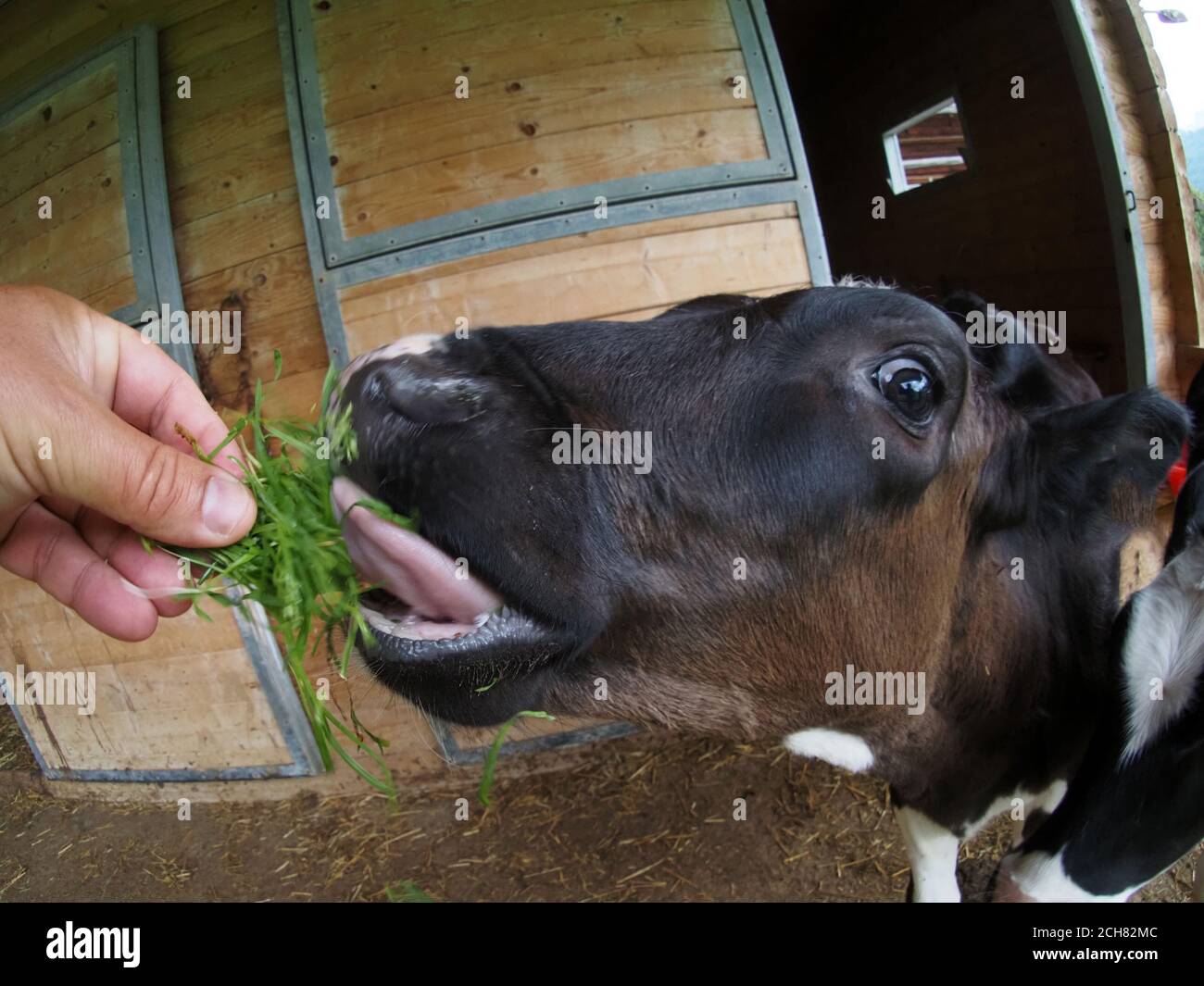 young cow veal calf eating grass from human hand close up Stock Photo ...