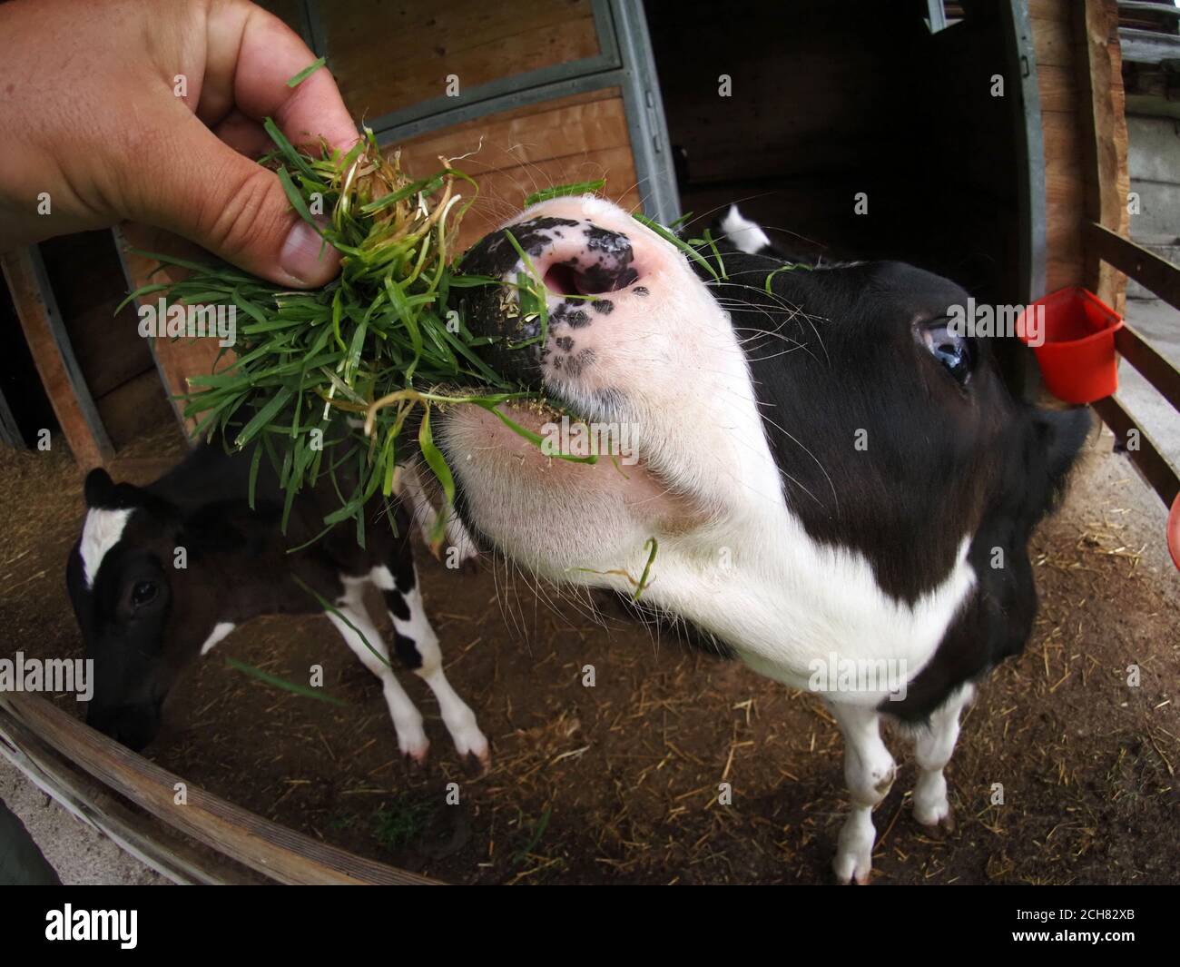 young cow veal calf eating grass from human hand close up Stock Photo ...
