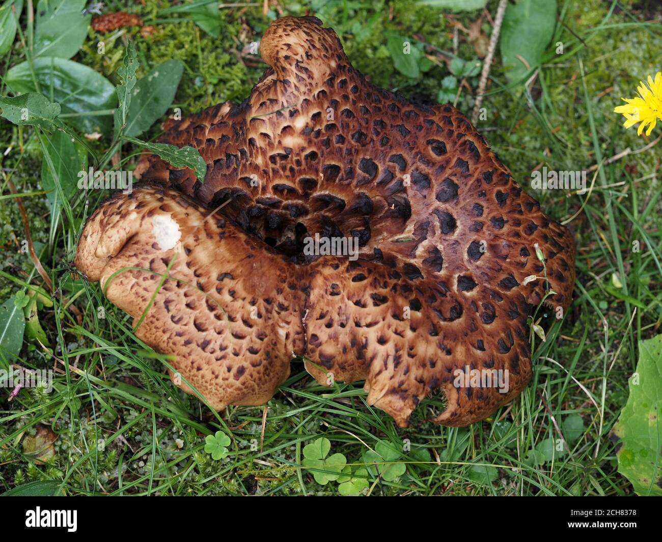 Group fresh pleurotus ostreatus hi-res stock photography and images - Alamy