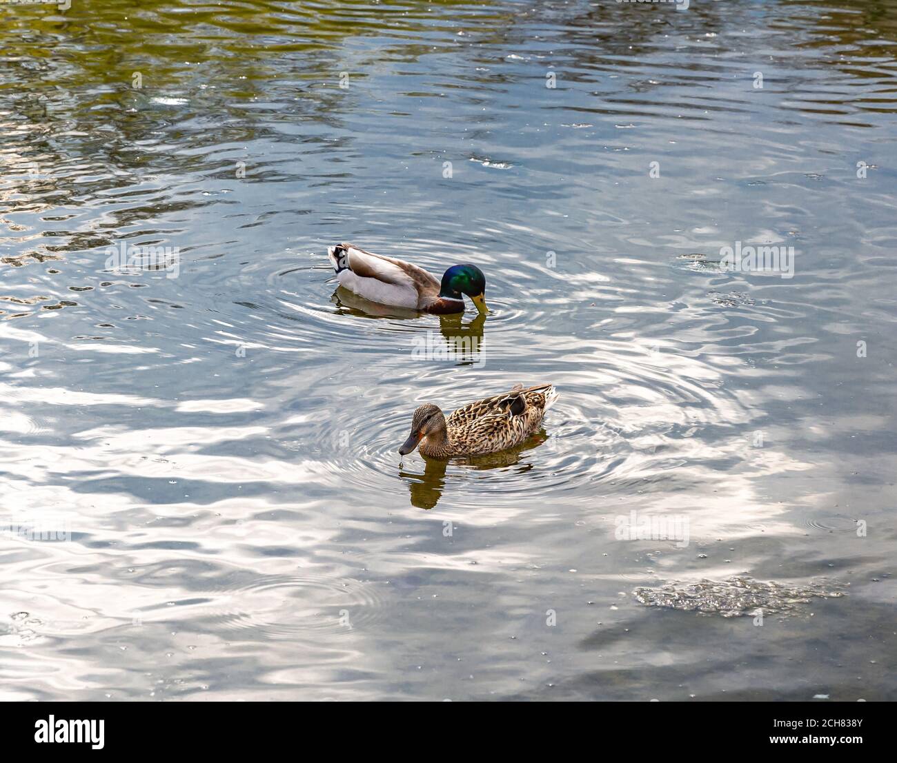 Male and female mallard duck swimming on the lake. Duck couple looking ...