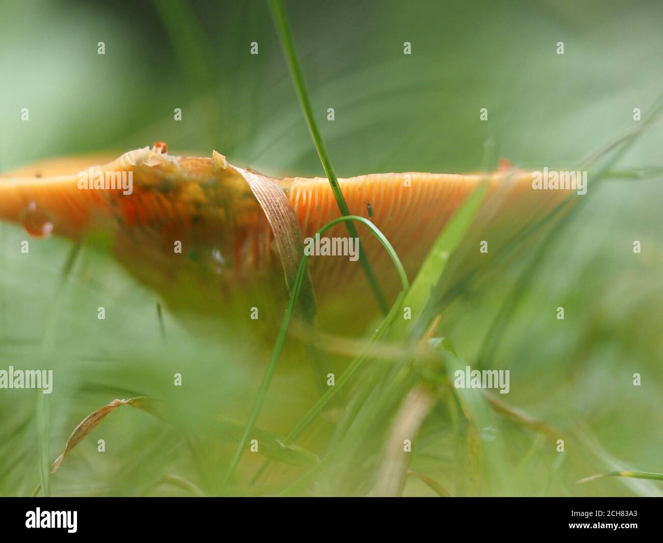 MARASMIUS OREADES mushroom close up Stock Photo - Alamy