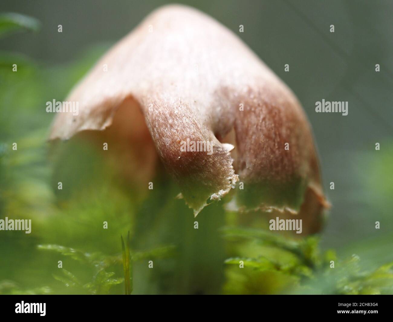 MARASMIUS OREADES mushroom close up Stock Photo - Alamy