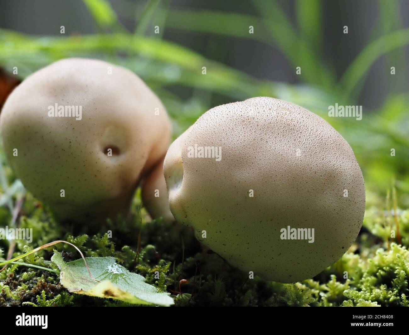 Lycoperdon pyriforme mushroom close up Stock Photo - Alamy