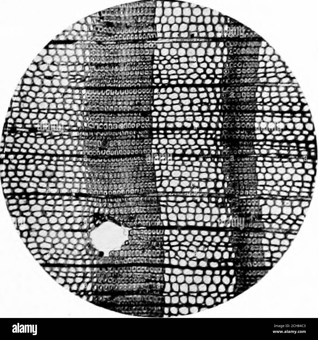 . Wood and forest . n, fissures, run-ning lielter-skclter, mak-ing ...
