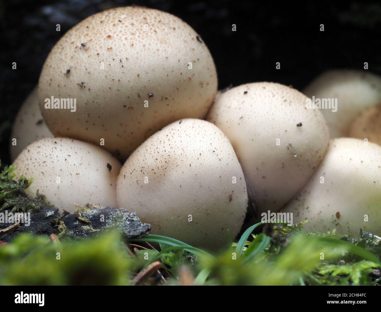 Lycoperdon pyriforme mushroom close up Stock Photo - Alamy