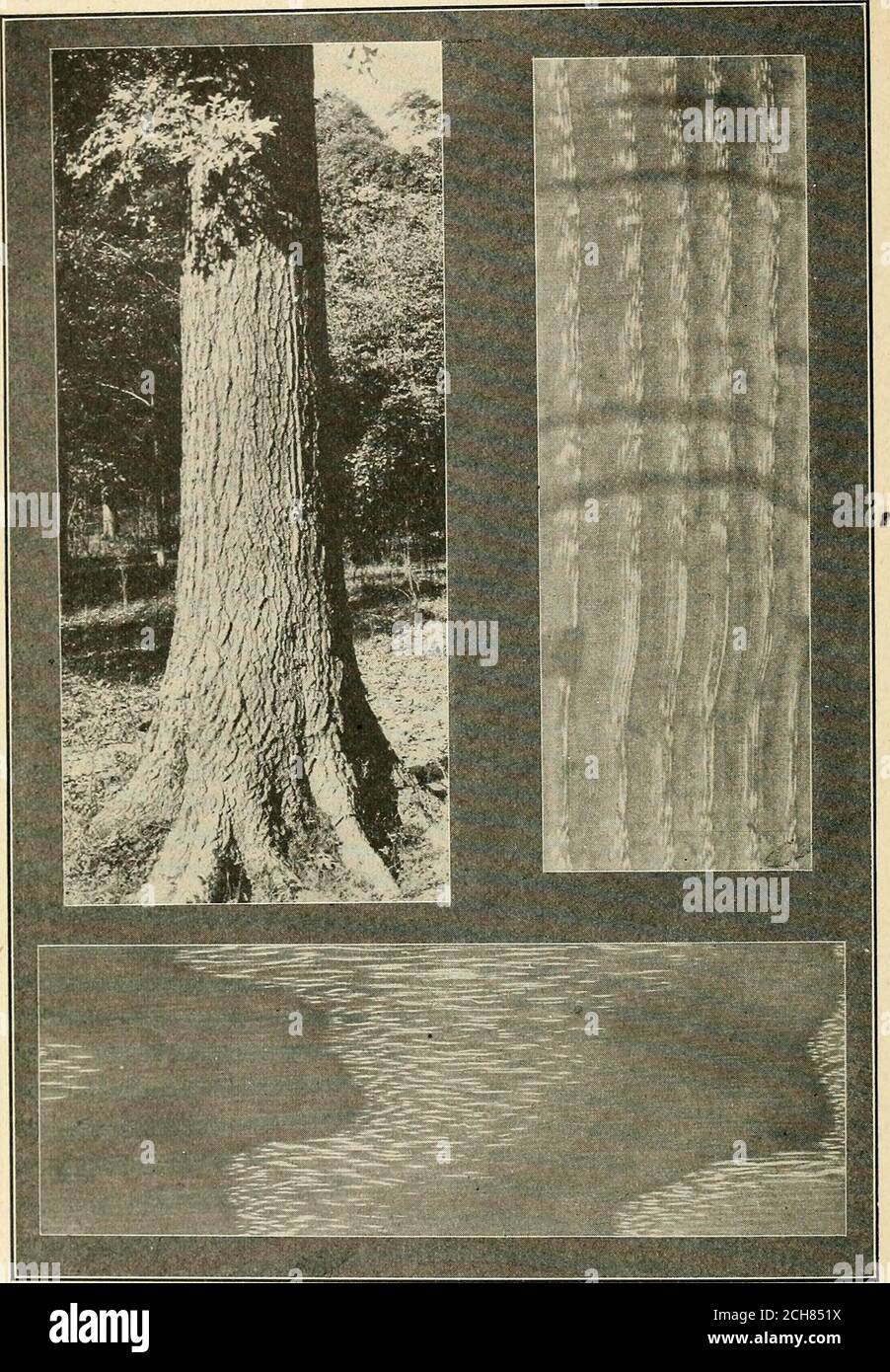. Documentary journal of Indiana 1905 . No. 9. Red oak.Body of tree ...