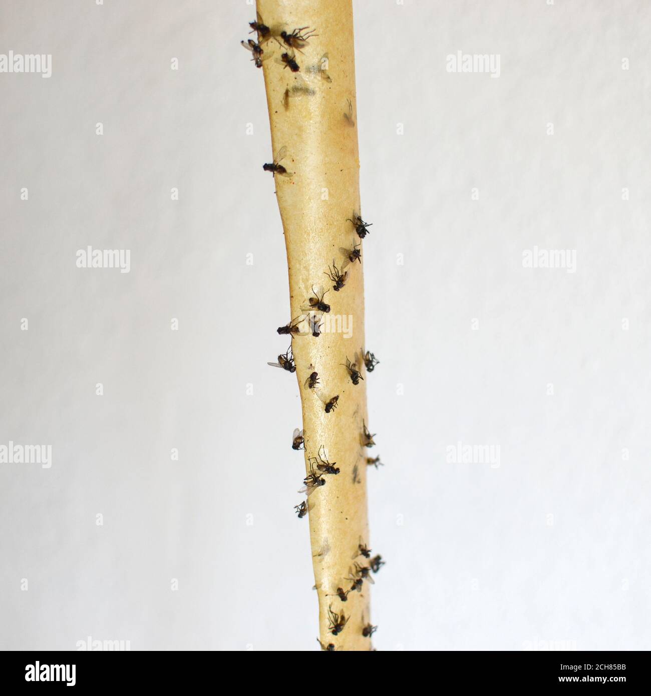 Sticky Paper Fly Catcher Tape over white wall Stock Photo - Alamy