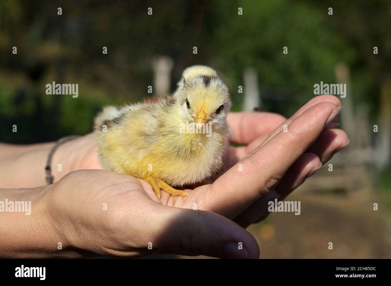 Hand holding baby chick hi-res stock photography and images - Alamy