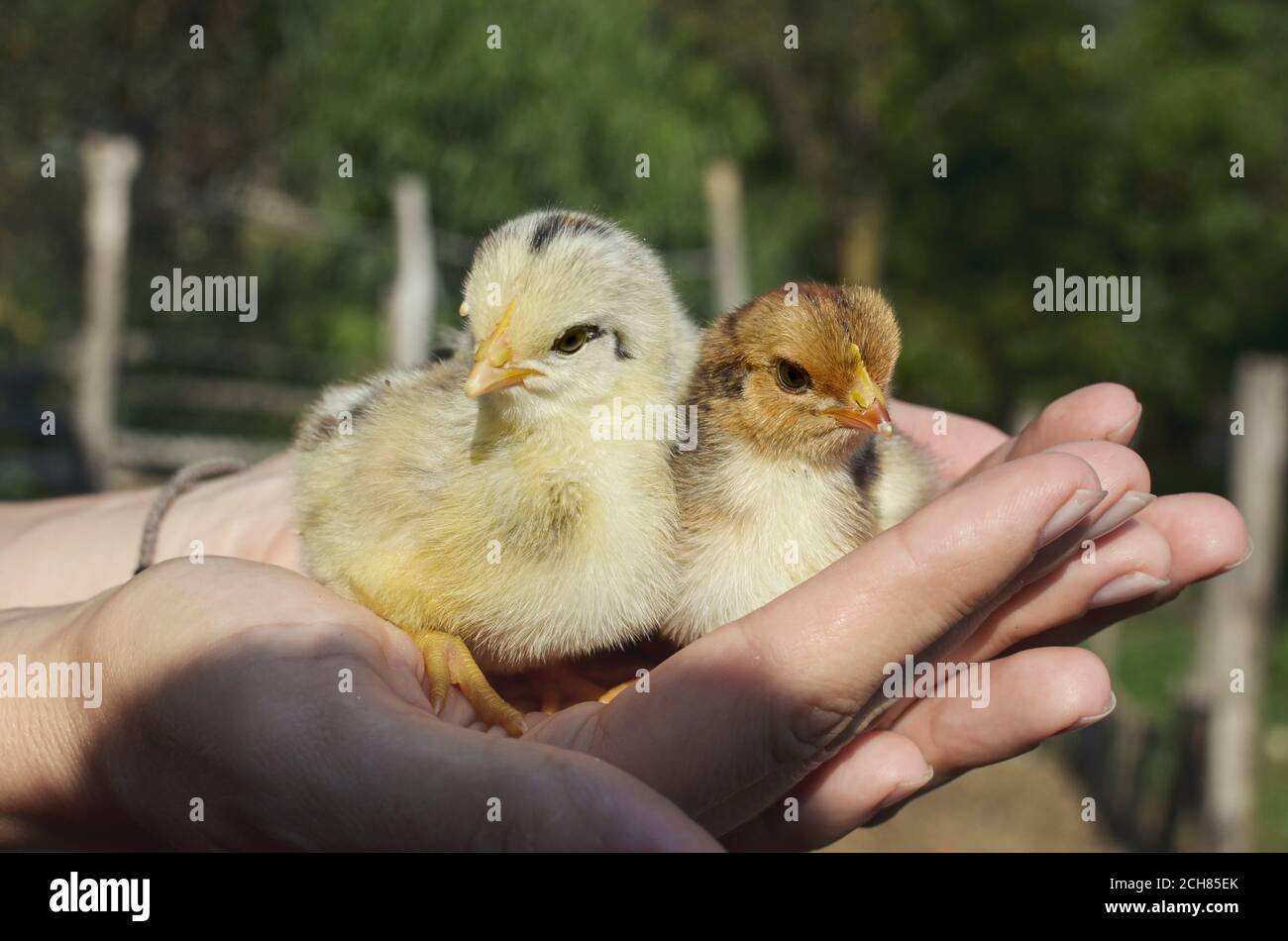 Hands Holding a Baby Chick, close up Stock Photo - Alamy